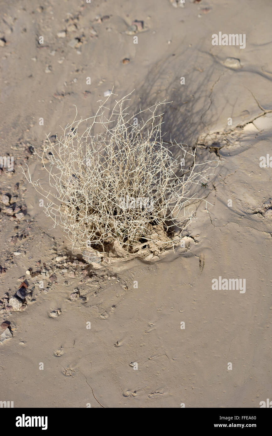 Desert tufts grass hi-res stock photography and images - Alamy