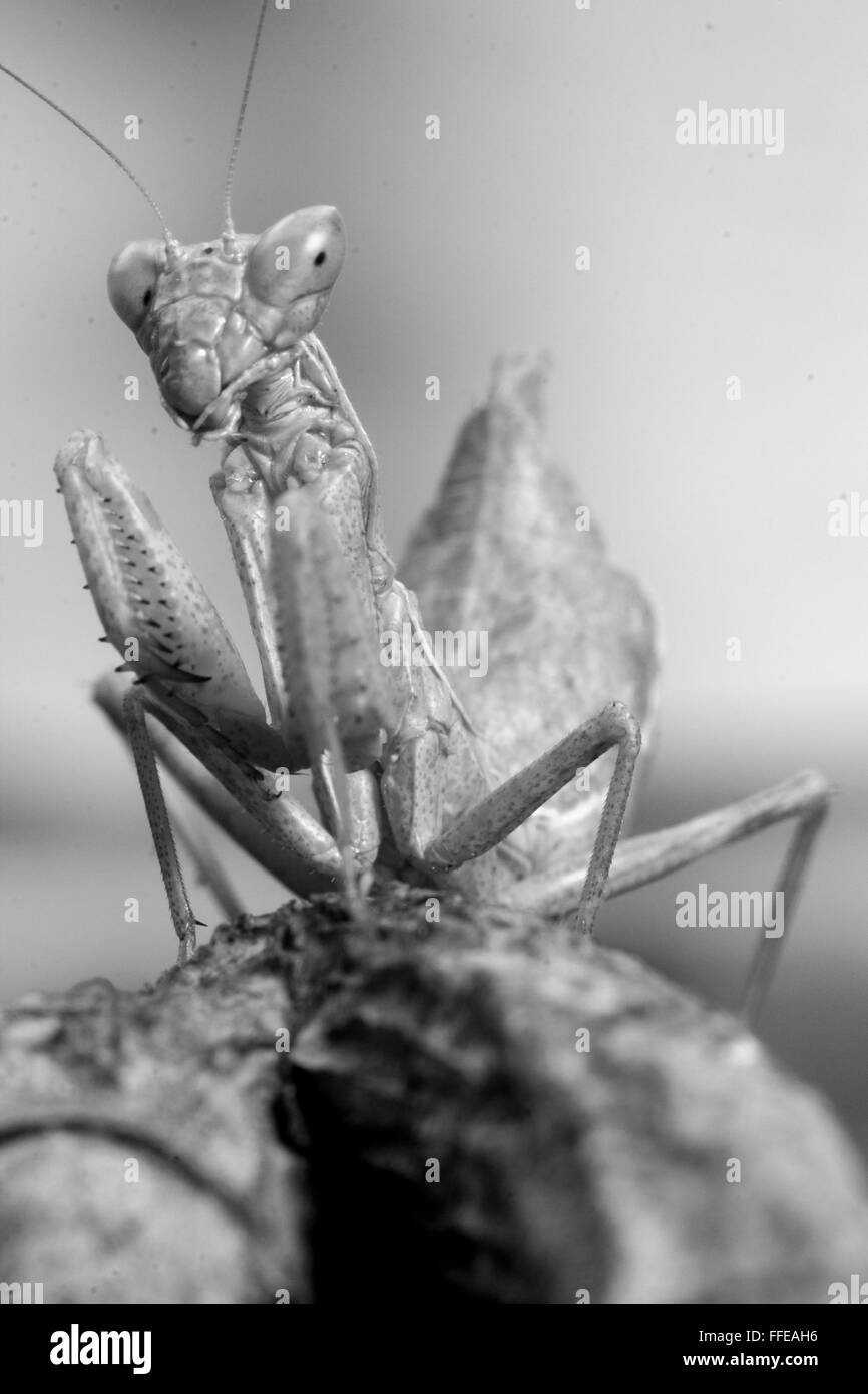 Predator of insects Black and White Stock Photos & Images - Alamy