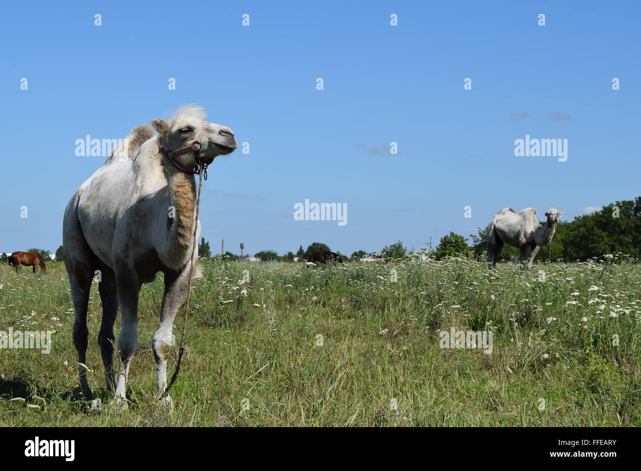 Camel on a pasture. Animals on private farm Stock Photo - Alamy