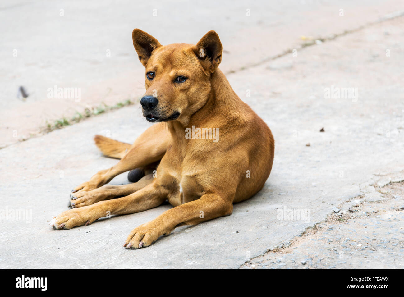 Native thai dog hi-res stock photography and images - Alamy