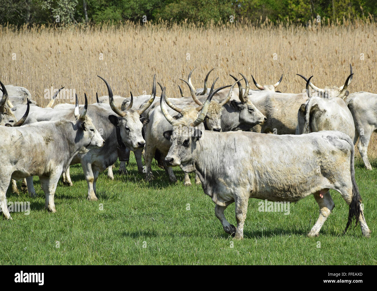 Young cattles hi-res stock photography and images - Alamy