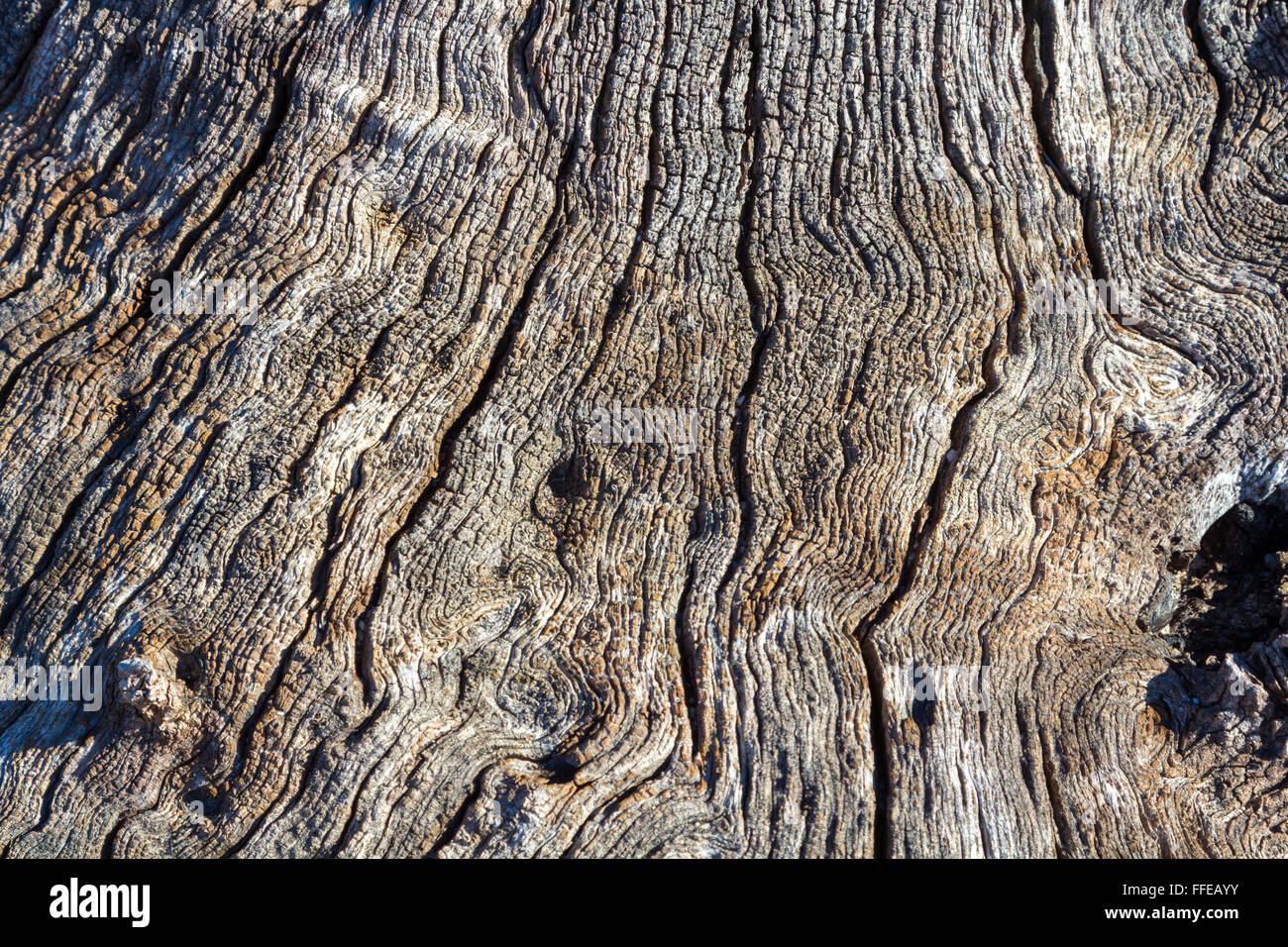 Background with cracks of a dry trunk Stock Photo - Alamy
