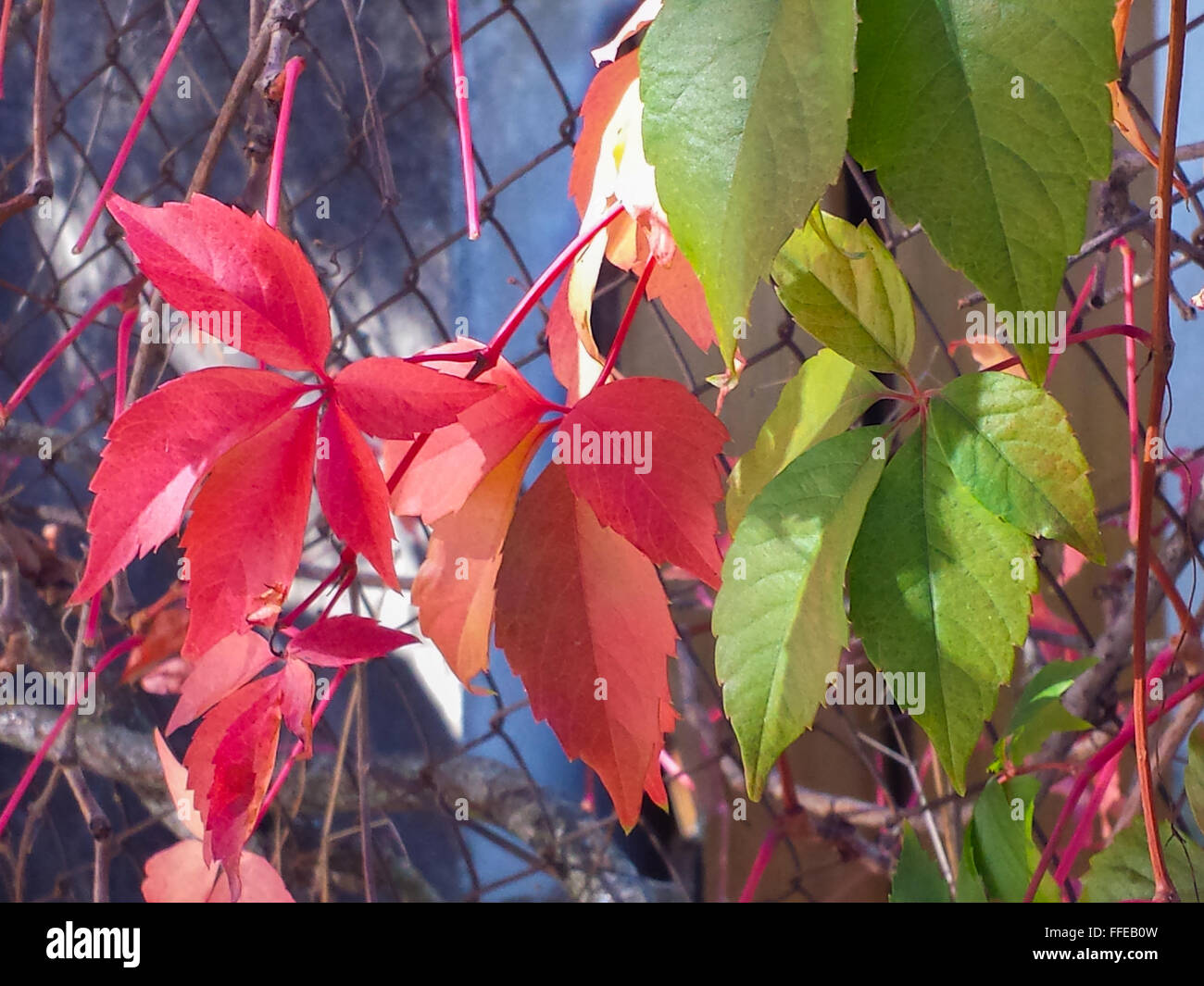 creeper with red leaves in autumn Stock Photo - Alamy