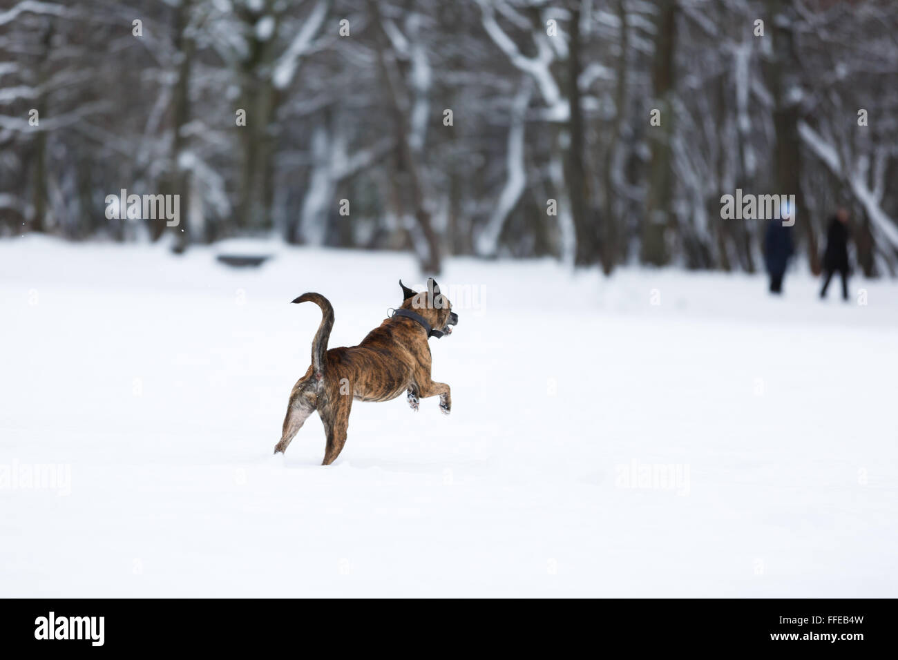 Snow fun in winter forest hi-res stock photography and images - Alamy