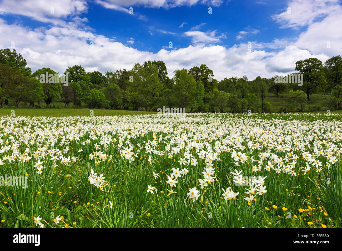 Field of daffodils blooming in early spring Stock Photo - Alamy