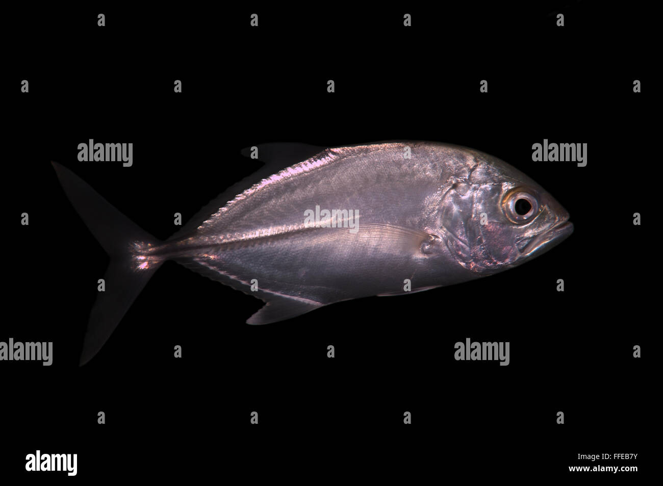 Bigeye trevally, bigeye jack, great trevally, six-banded trevally or ...