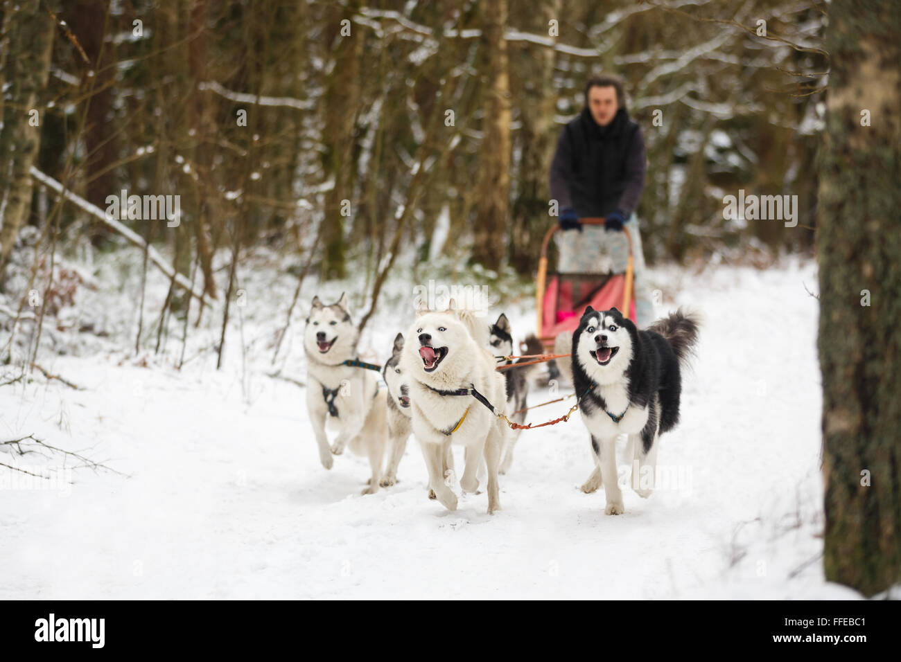 Musher sled dog team hi-res stock photography and images - Alamy