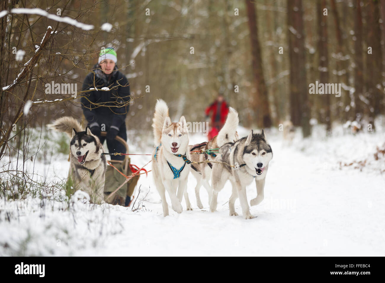 Woman dog musher hi-res stock photography and images - Alamy