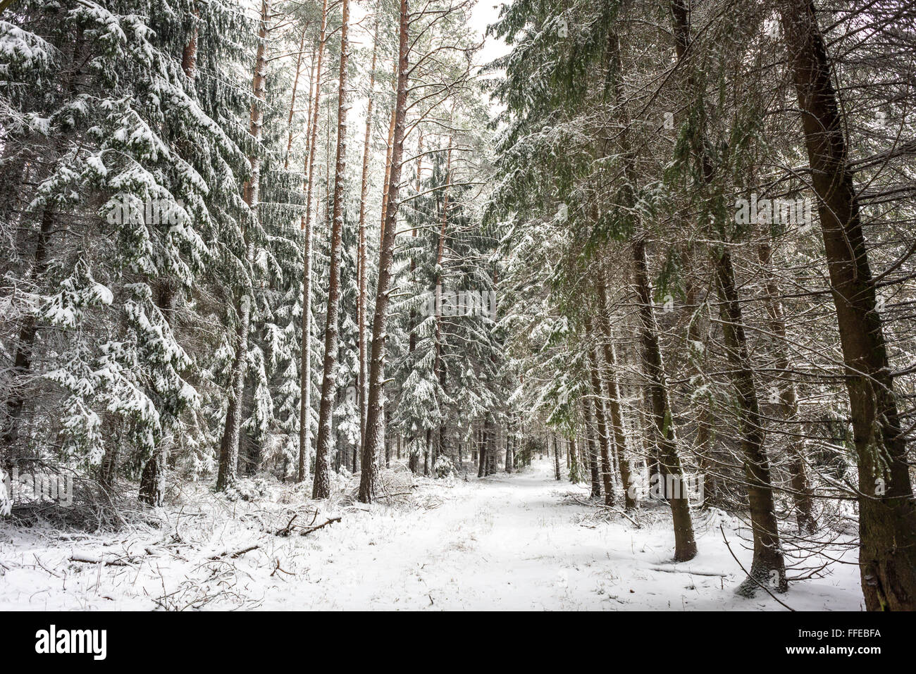 Snowy pine tree forest during hi-res stock photography and images - Alamy