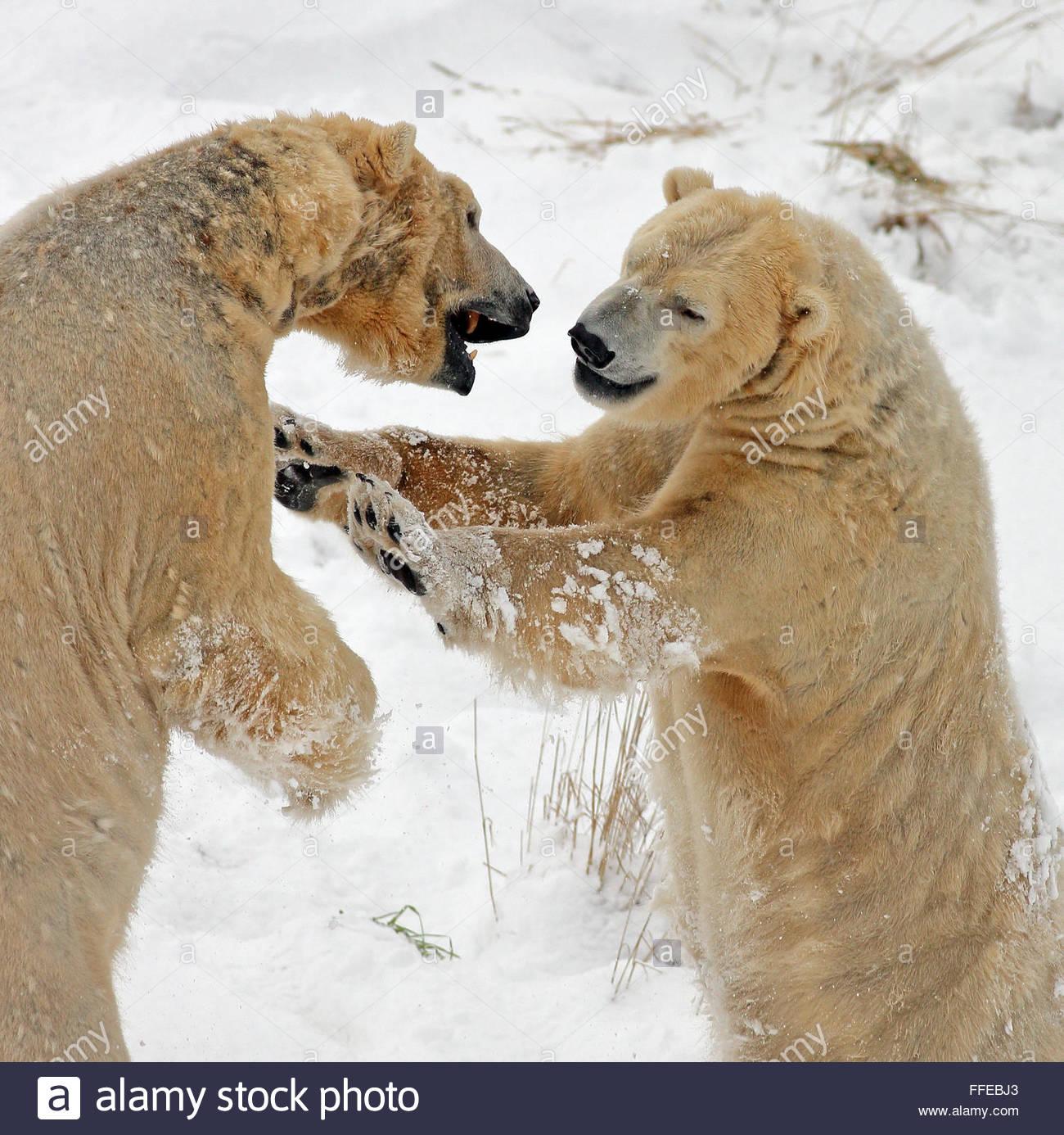 Fighting Bears High Resolution Stock Photography and Images - Alamy