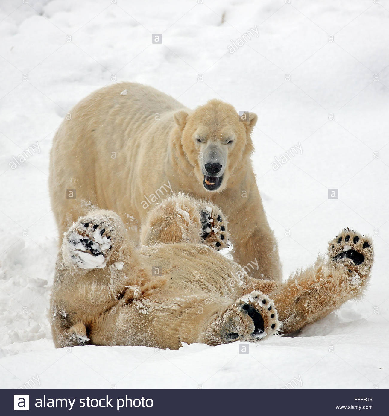 Fighting Bears High Resolution Stock Photography and Images - Alamy