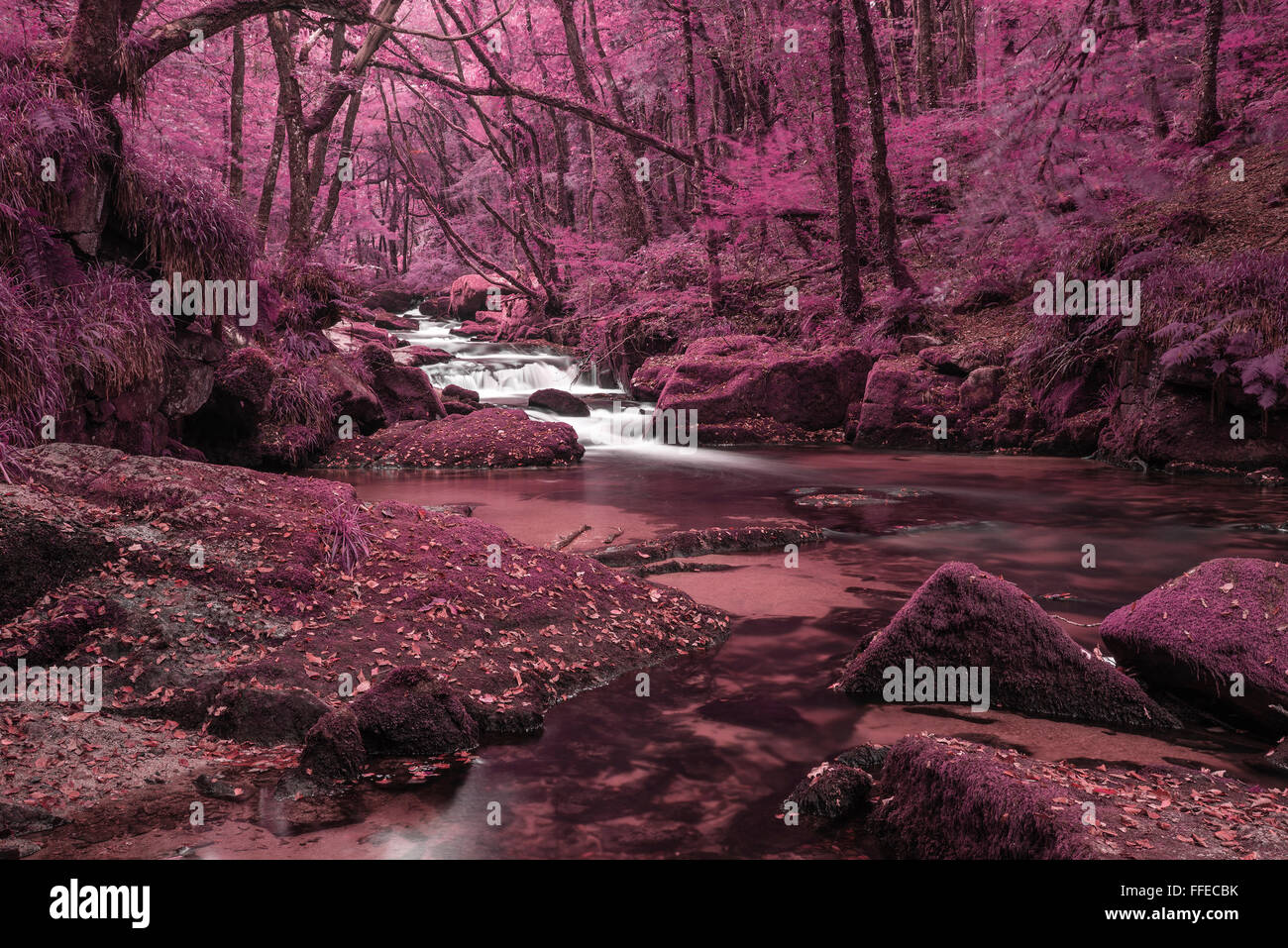 Pink Forest Ireland