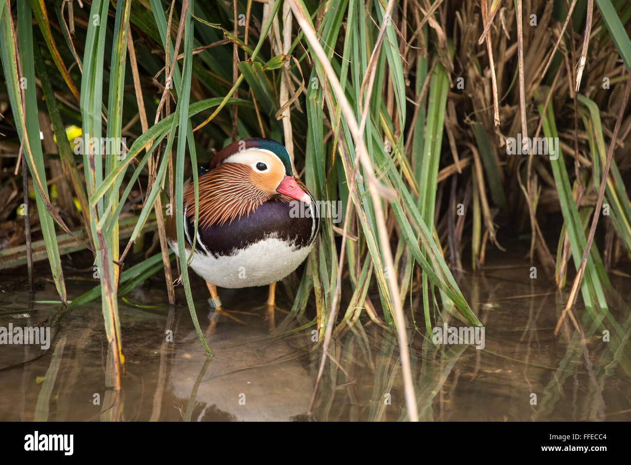 Beautiful natural portrait of mandarin duck in the wild Stock Photo - Alamy