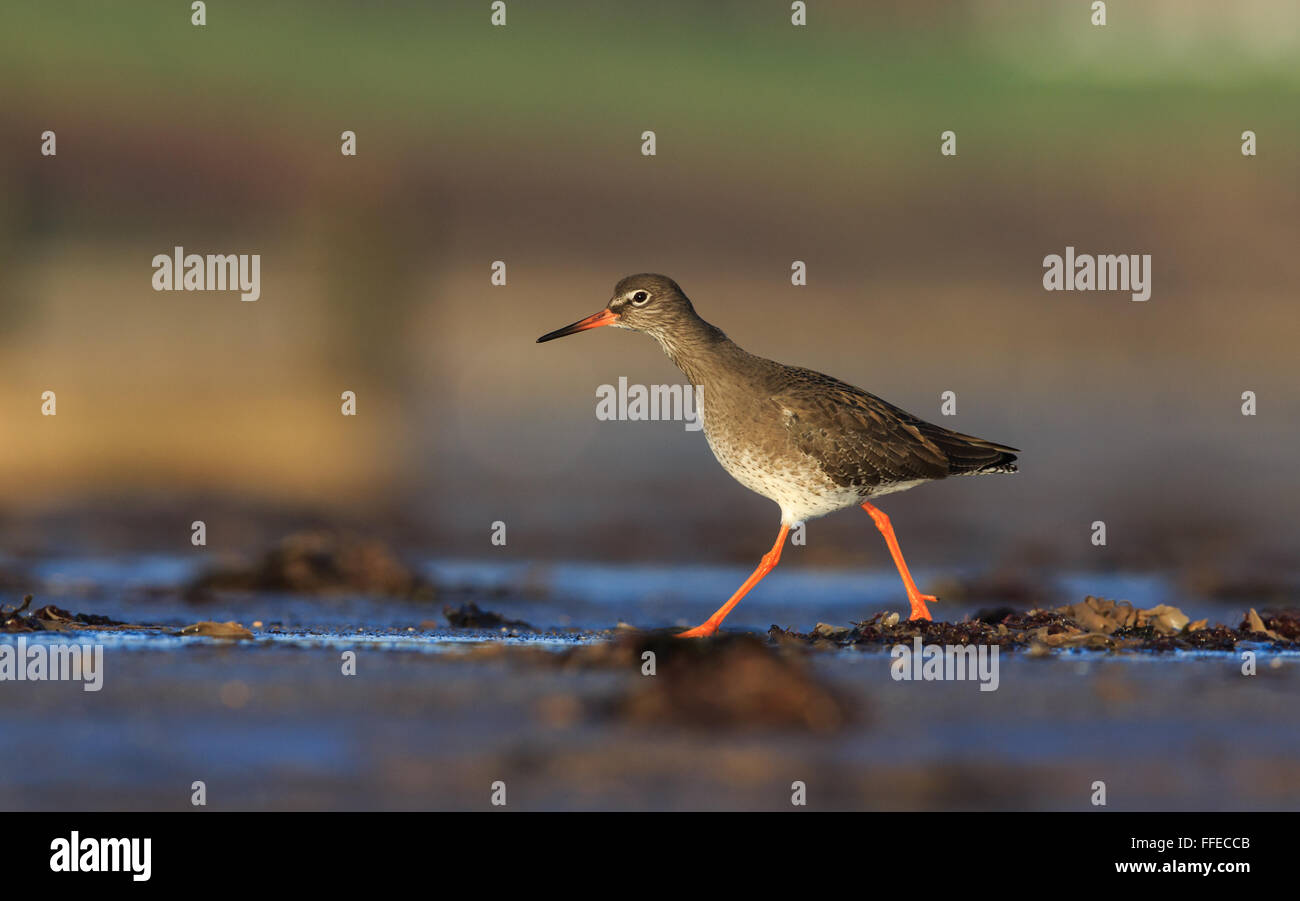 Redshank on the shore Stock Photo - Alamy