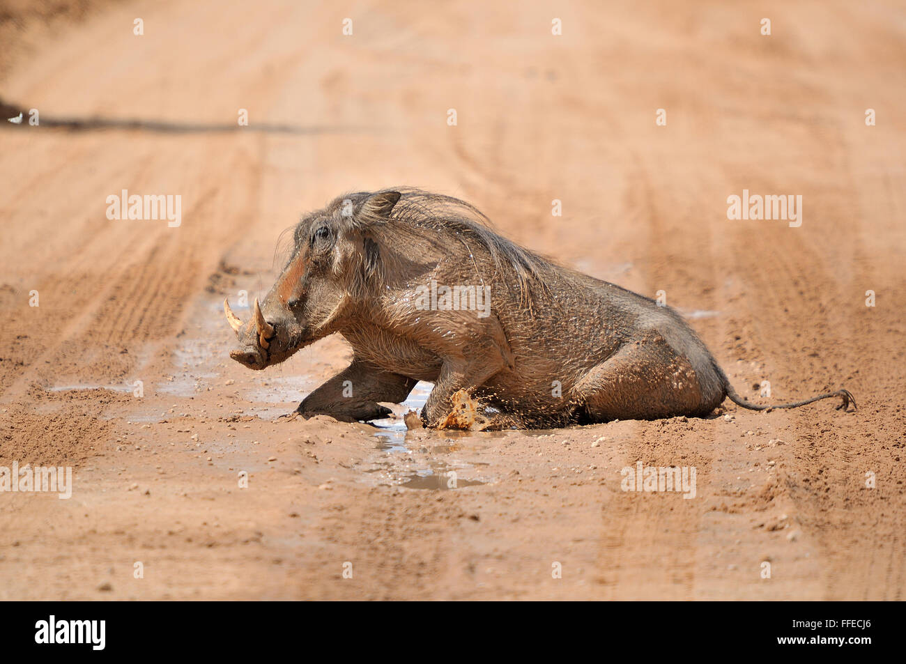 Warthog, wild member of the pig family taking a mud bath Stock Photo ...