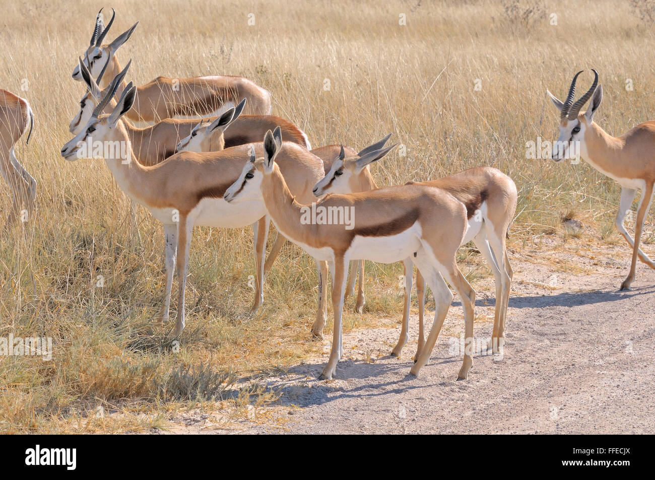 Springbok herd hi-res stock photography and images - Alamy