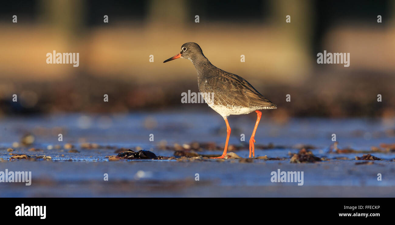 Redshank on the shore Stock Photo - Alamy