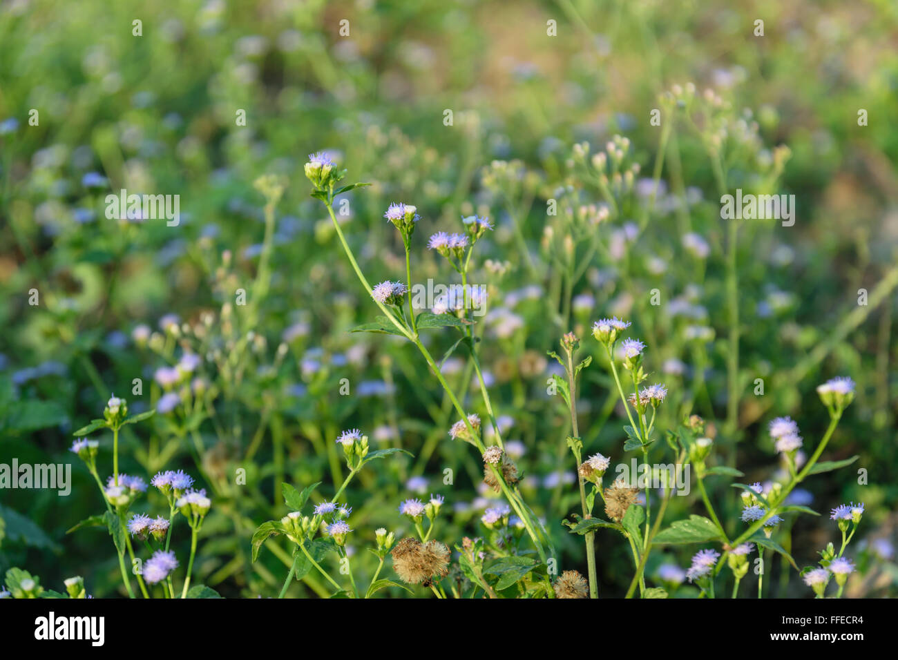 Beautiful and colorful spring meadow flower Stock Photo - Alamy