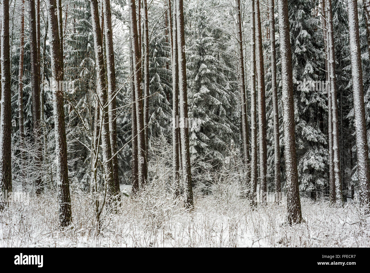 forest during winter Stock Photo - Alamy
