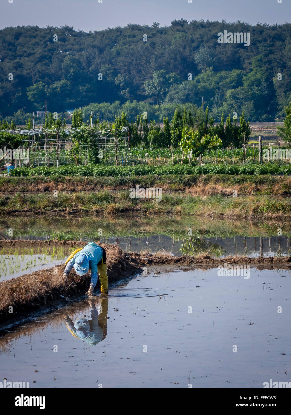 A woman prepares the rice field for planting, her image reflected in ...