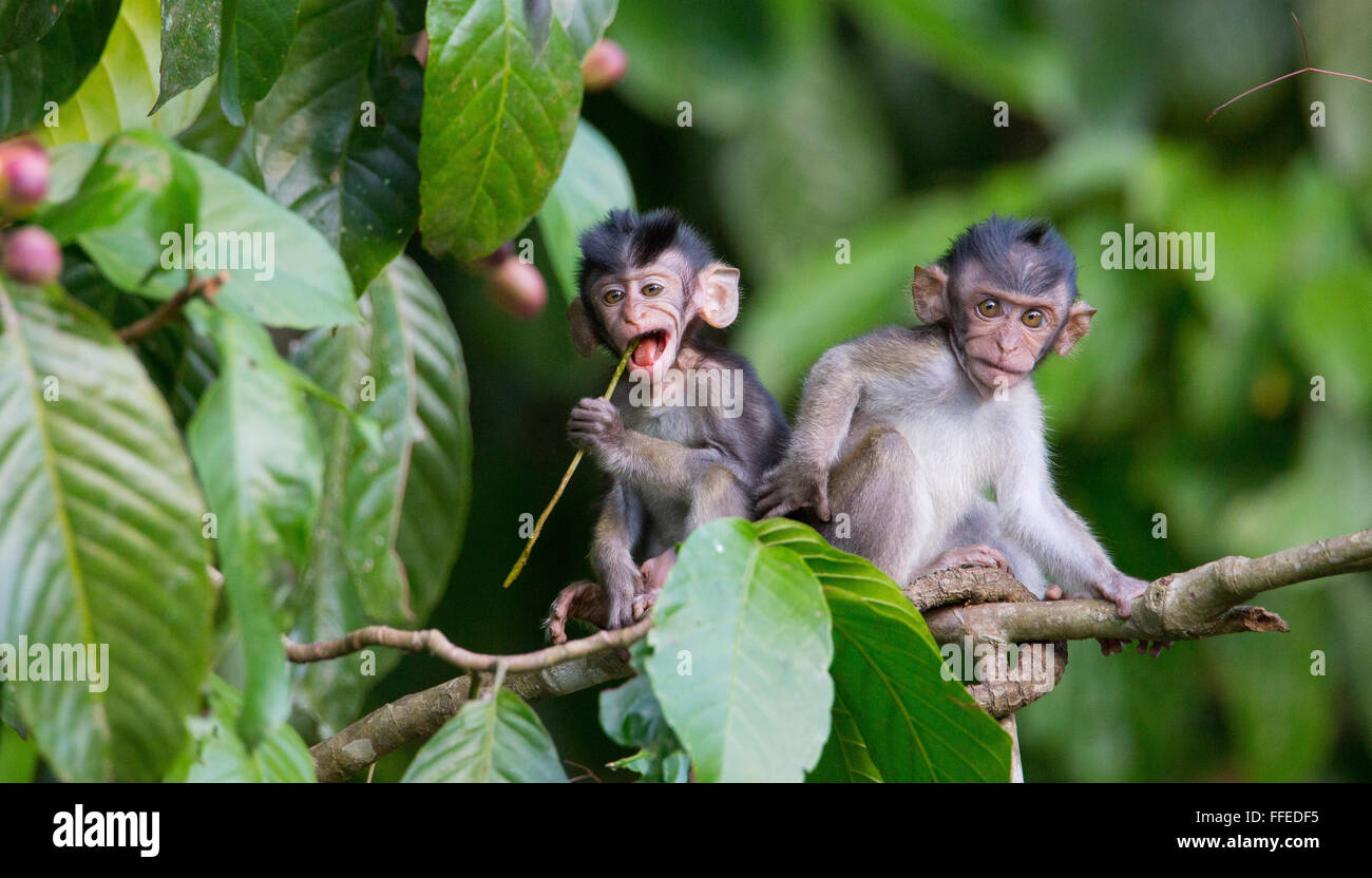 Young Long-tailed Macaques (Macaca fascicularis), Kinabatangan River ...