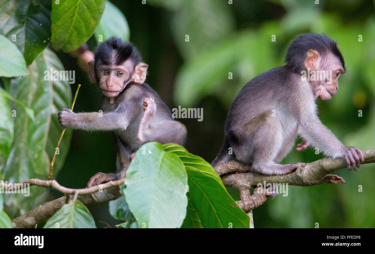 Young Long-tailed Macaques (Macaca fascicularis), Kinabatangan River ...