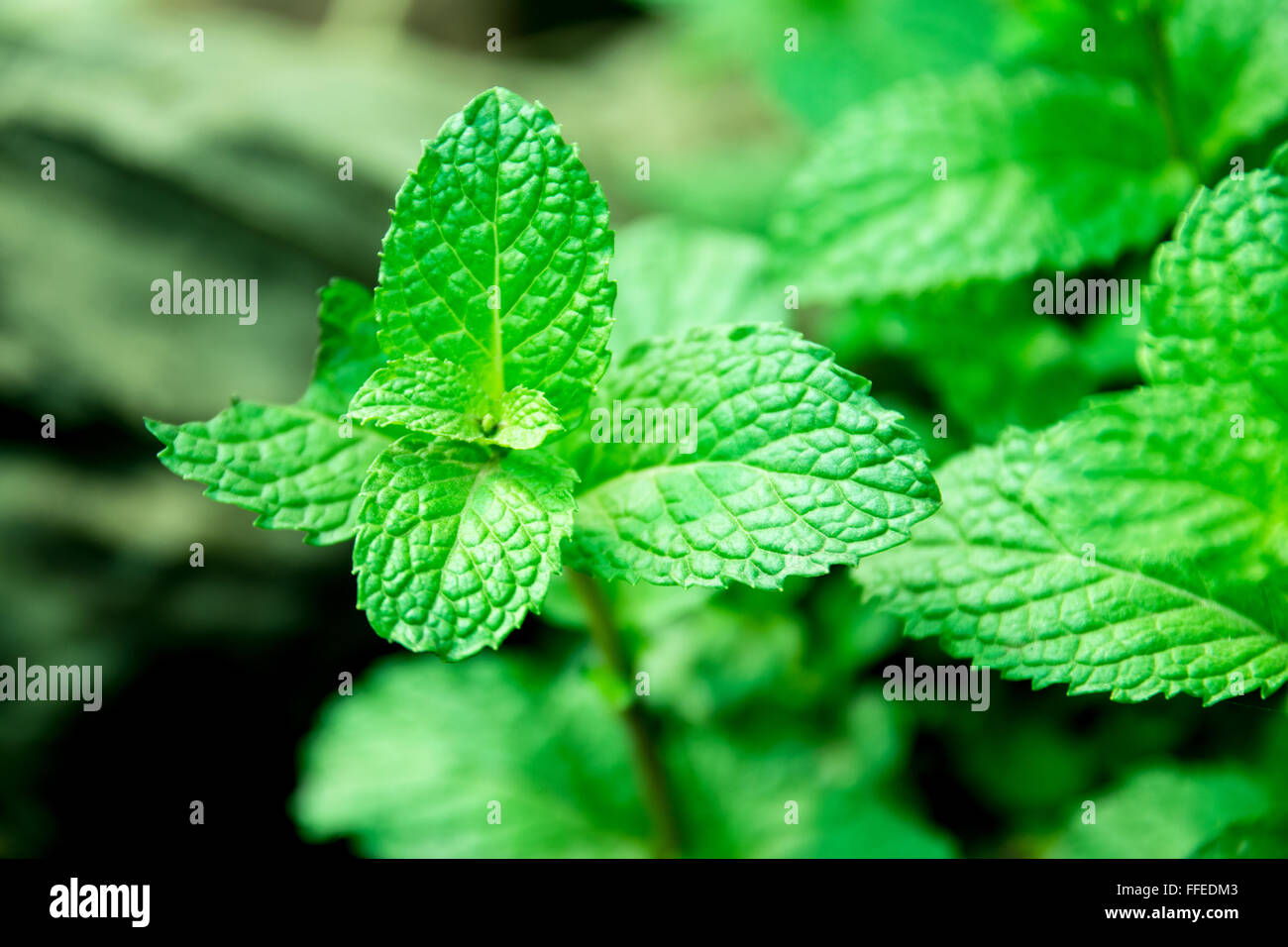 Top view closeup of freshly mint in the garden Stock Photo - Alamy
