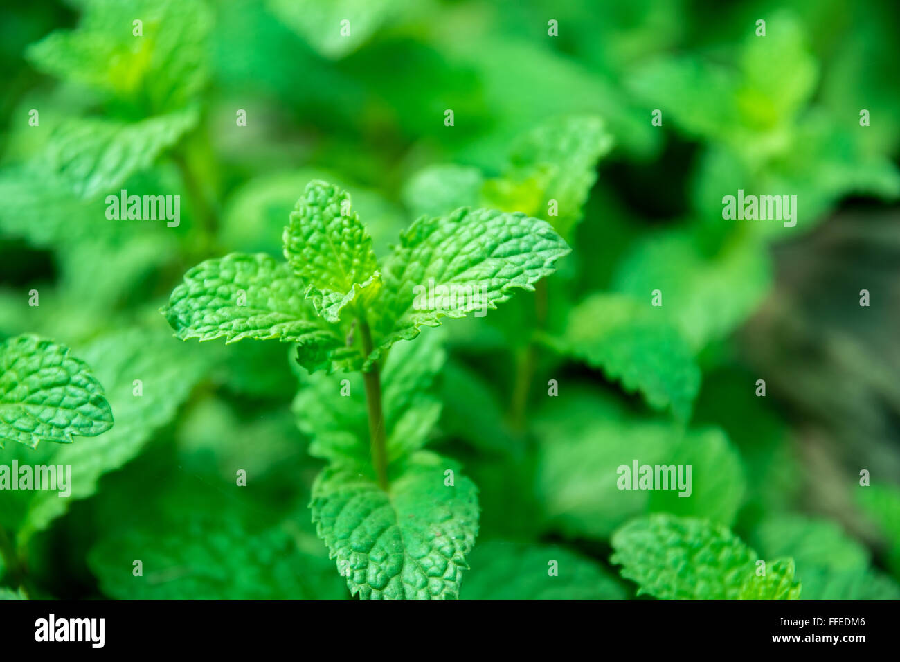 Top view of freshly mint Stock Photo - Alamy