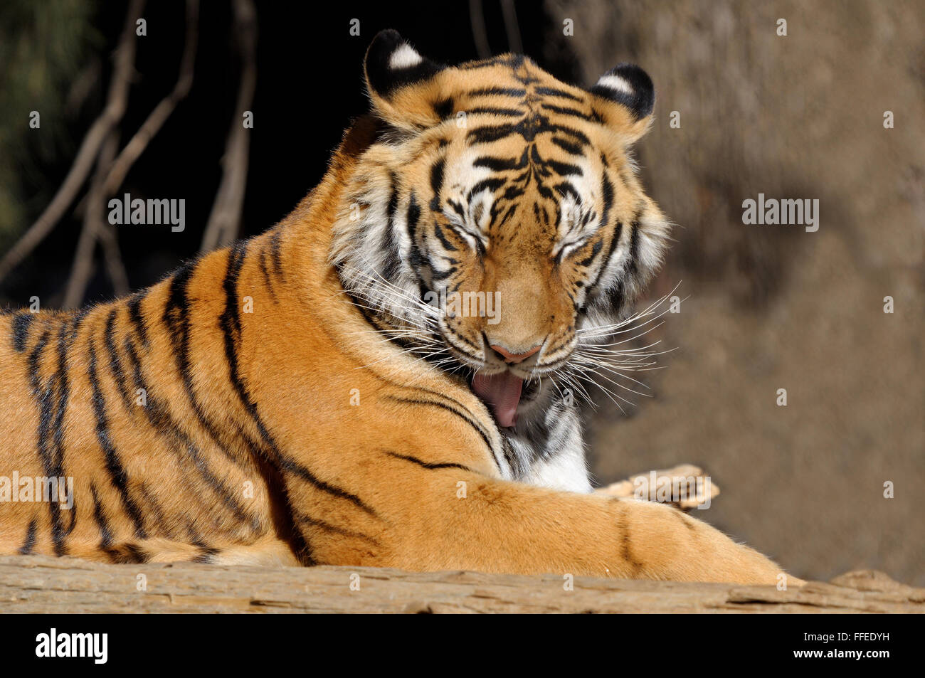 Tiger, Panthera tigris, the largest feline species Stock Photo - Alamy
