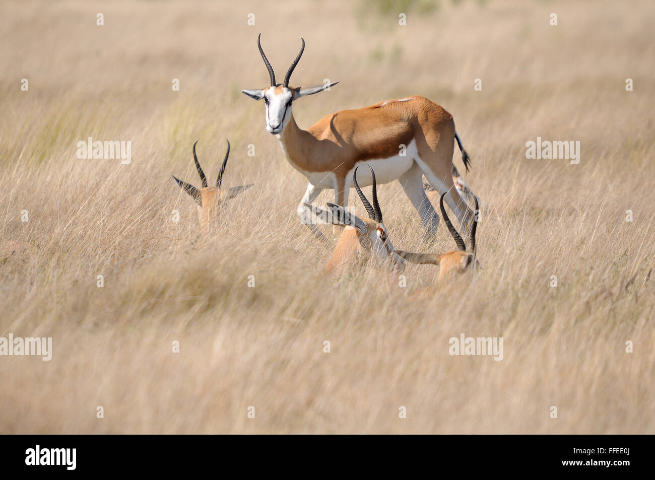 Springbok wind hi-res stock photography and images - Alamy