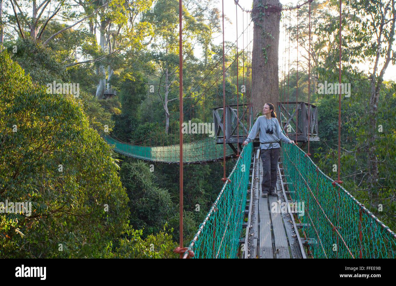 Tourists canopy walkway tropical forest hi-res stock photography and ...