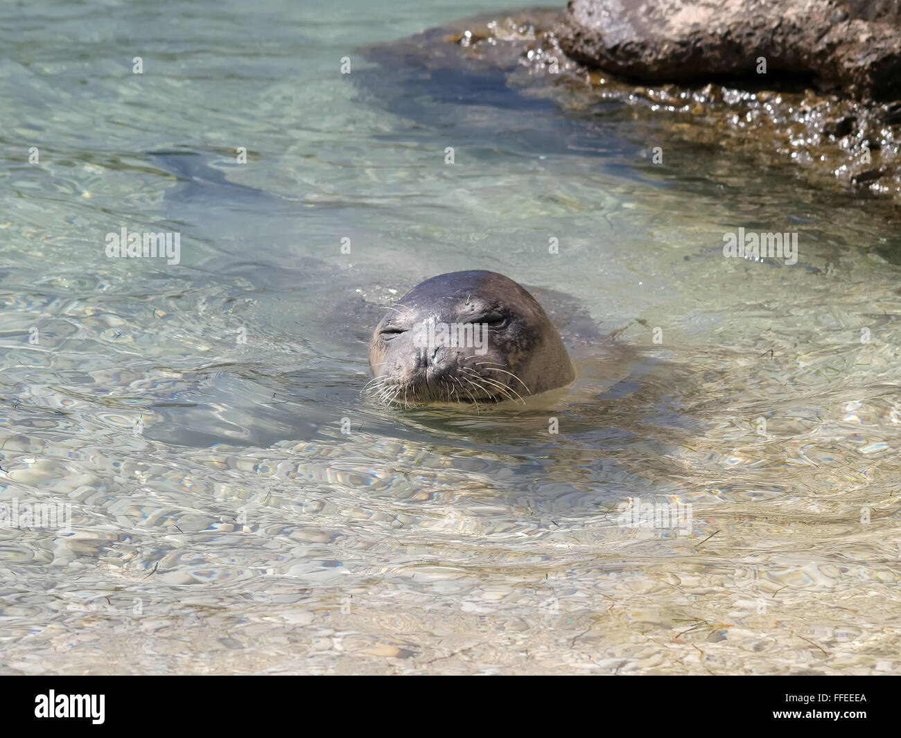 Mediterranean monk seal hi-res stock photography and images - Alamy