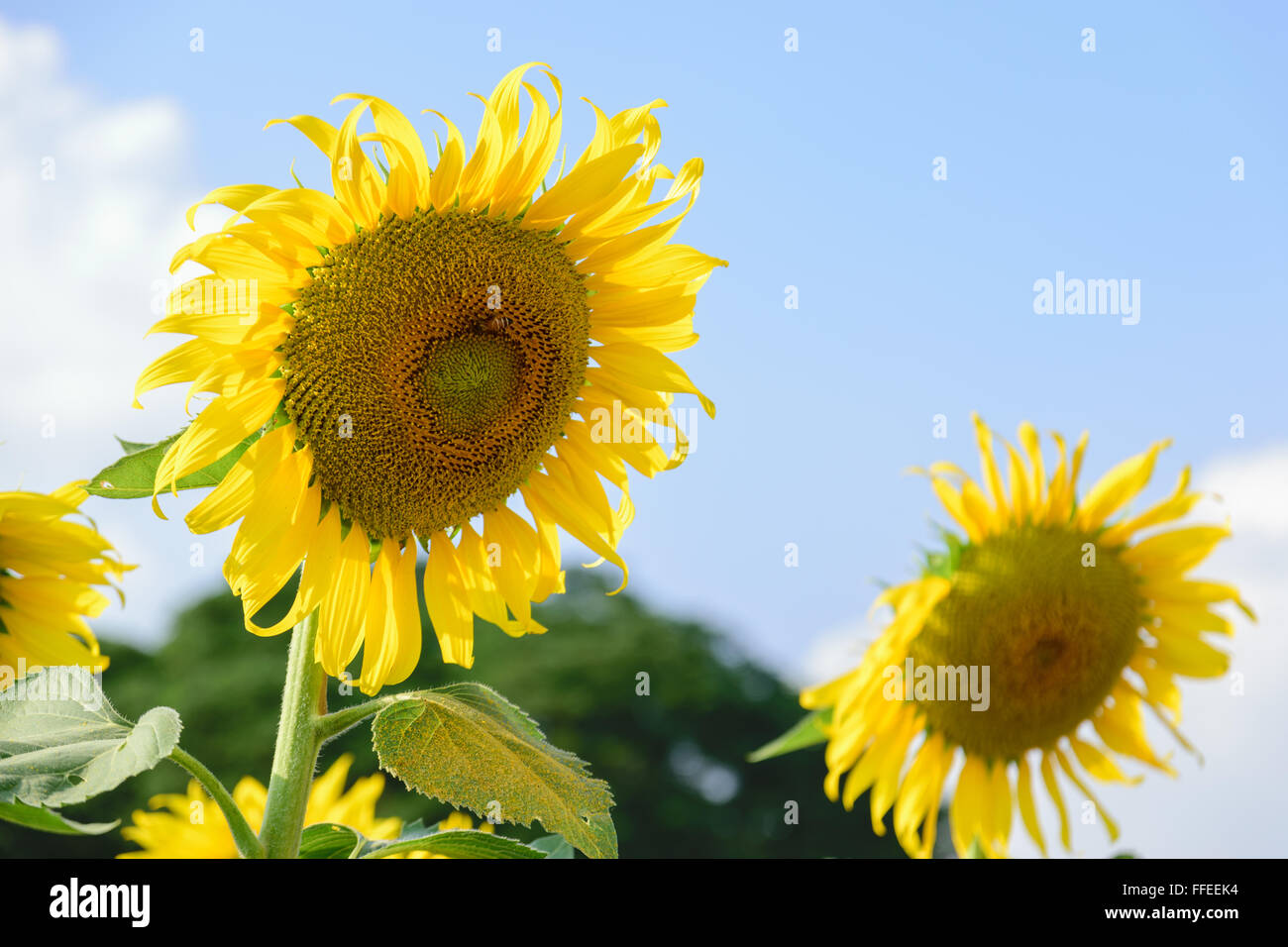 Beautiful big sunflower in the garden Stock Photo - Alamy