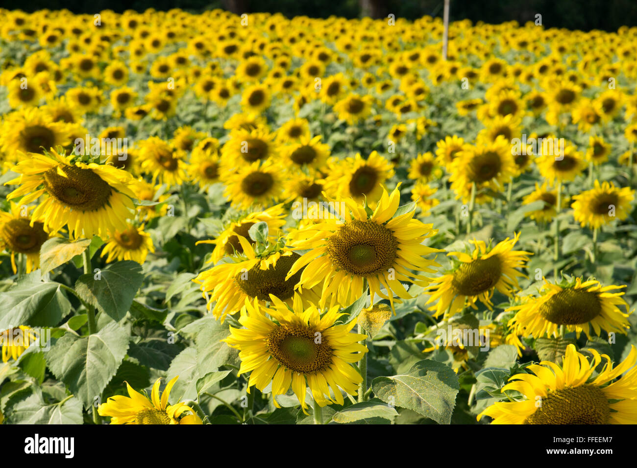 Beautiful big sunflower in hi-res stock photography and images - Alamy