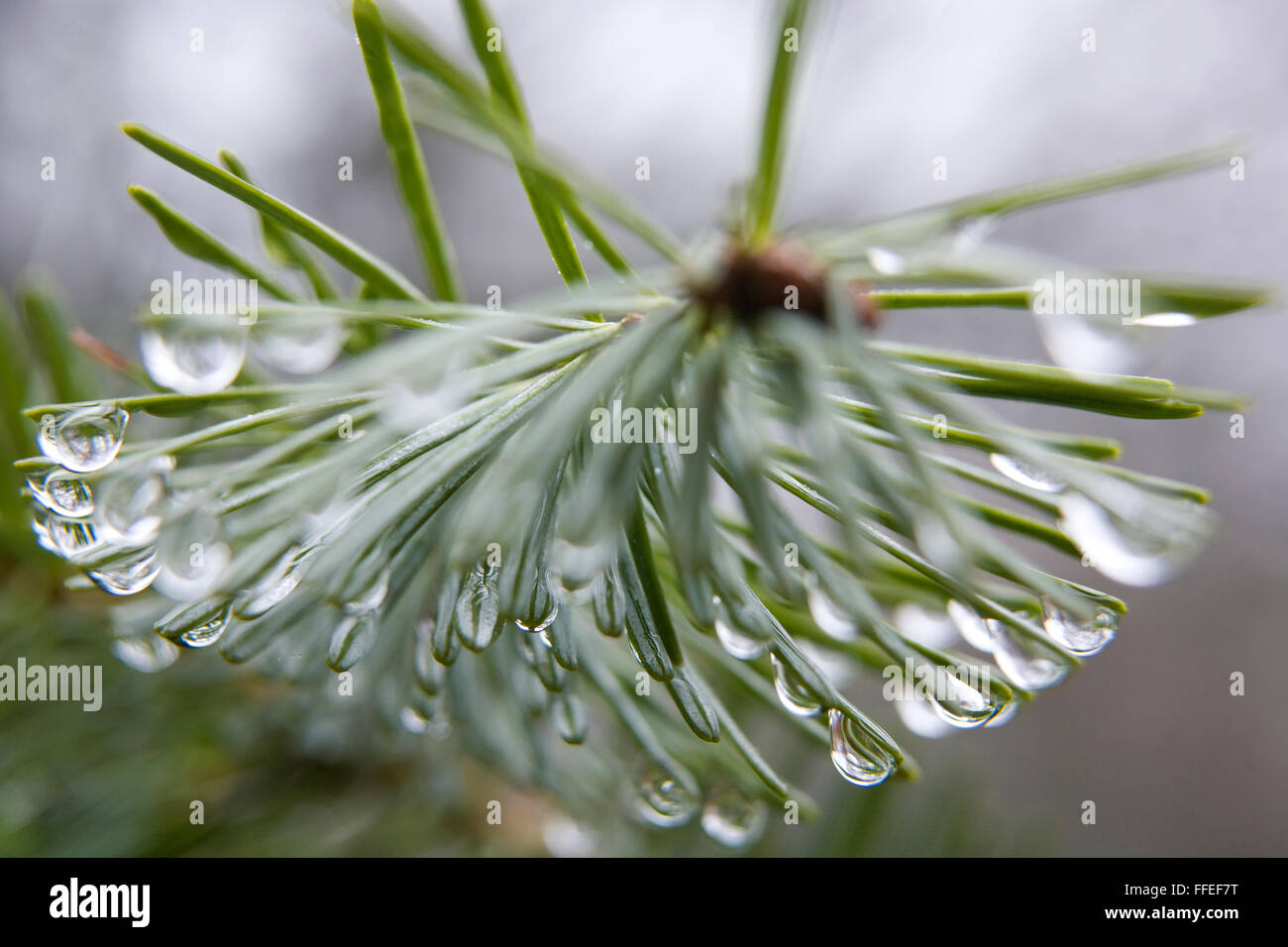 Waterdrops wasser hi-res stock photography and images - Alamy