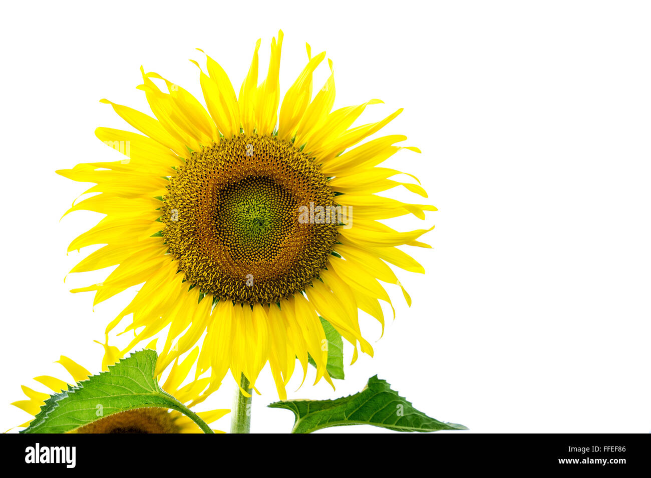 Beautiful big sunflower isolated on white background Stock Photo - Alamy