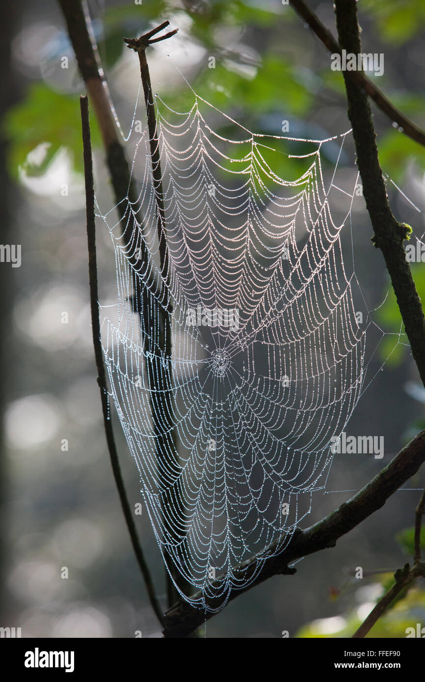 Spiders in the forest hi-res stock photography and images - Alamy