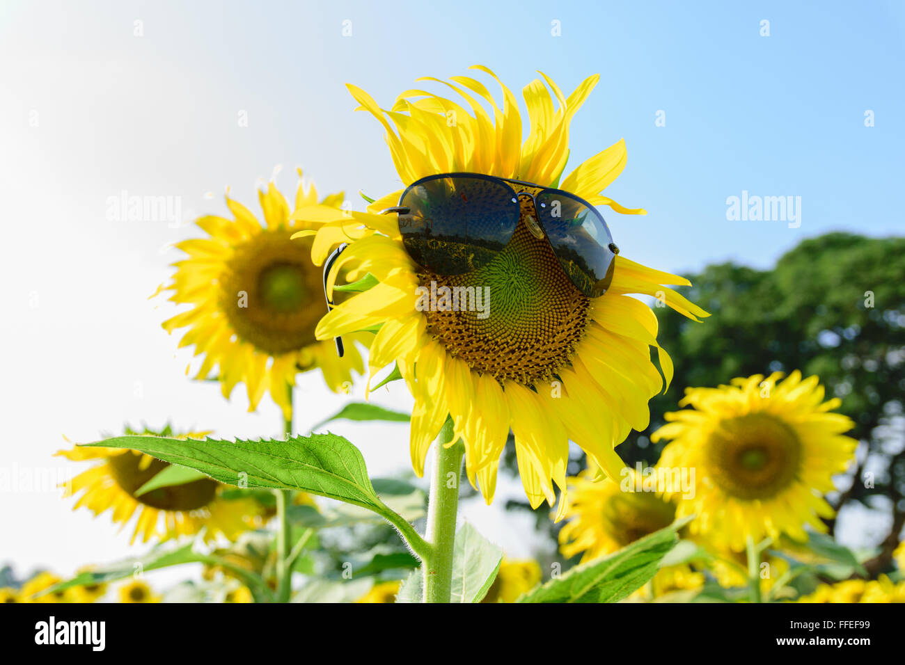 Beautiful big sunflower in hi-res stock photography and images - Alamy