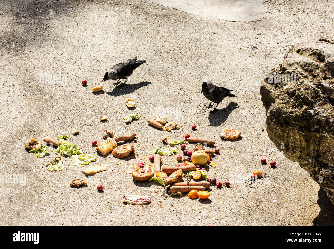 Two birds eating the vegetable on the ground. Humorous natural theme ...