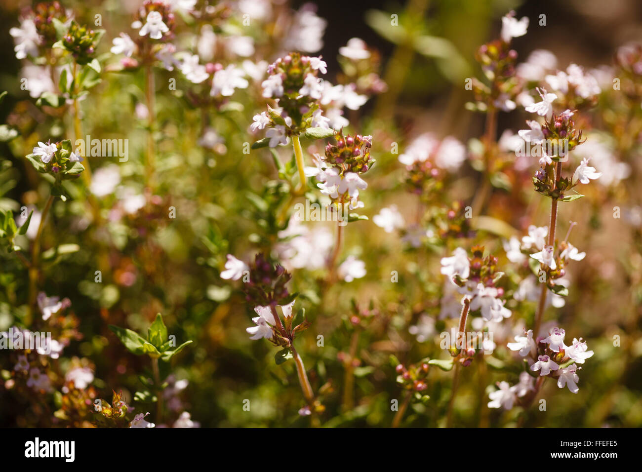 Thyme flowers hi-res stock photography and images - Alamy