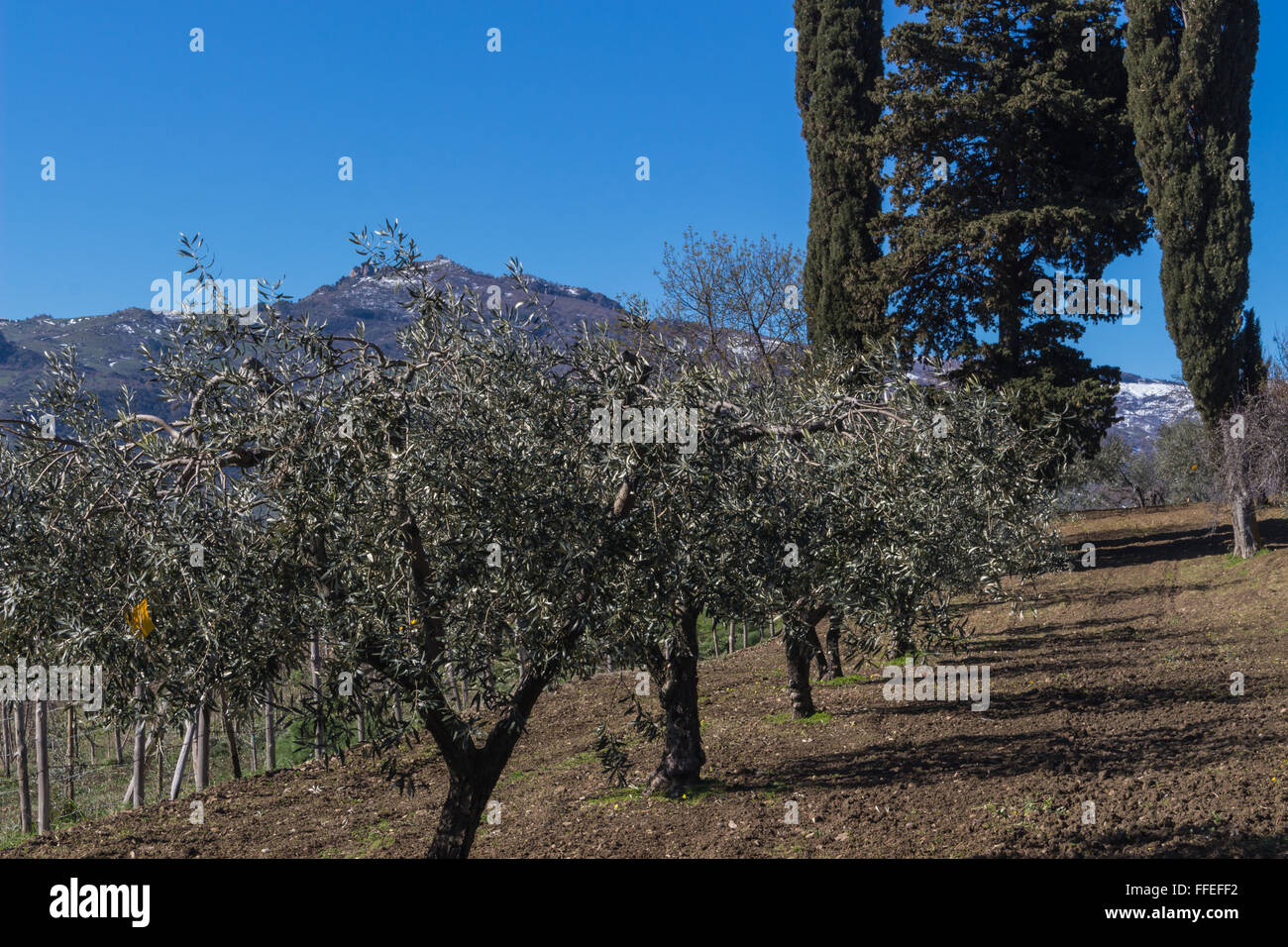 The olive grove in the Tuscany, Italy Stock Photo - Alamy