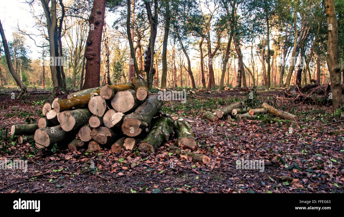 Sutton Park, Sutton Coldfield, West Midlands, UK Stock Photo - Alamy