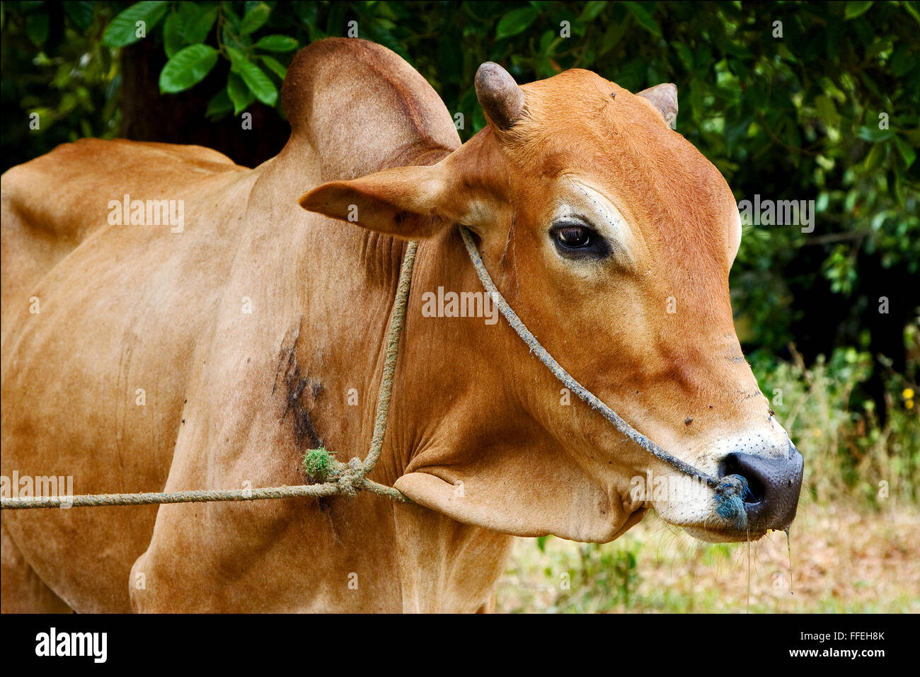 zanzibar africa front brown cow bite in the bush Stock Photo - Alamy