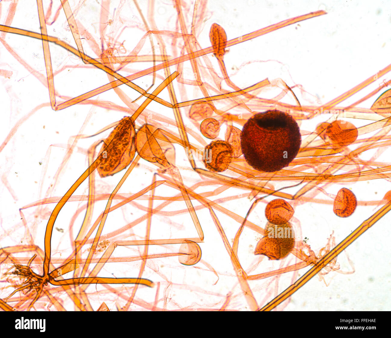 Microscopic image zea seed Stock Photo - Alamy