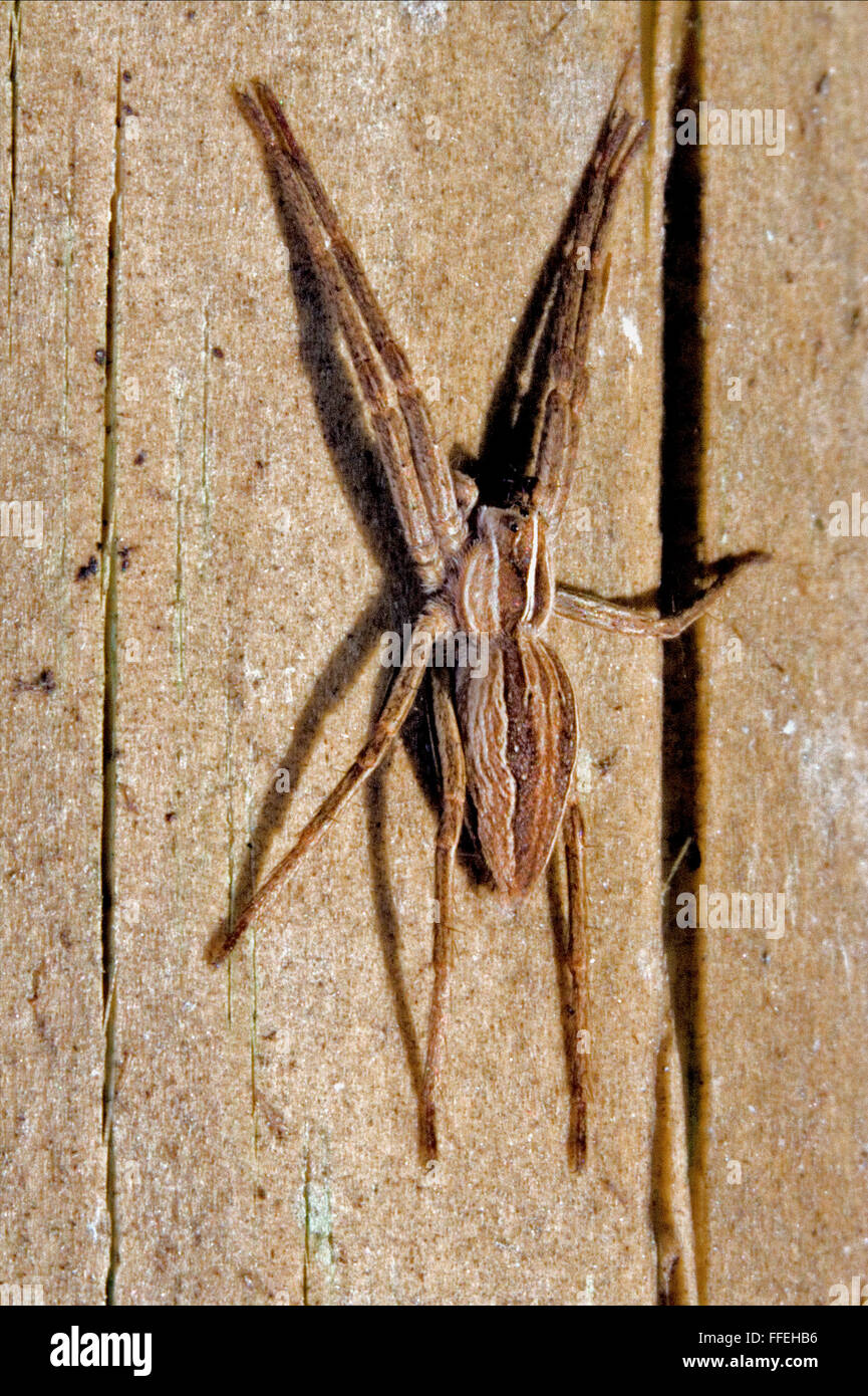 pisauridae pisaura mirabilis agelenidae tegenaria gigantea thomisidae ...