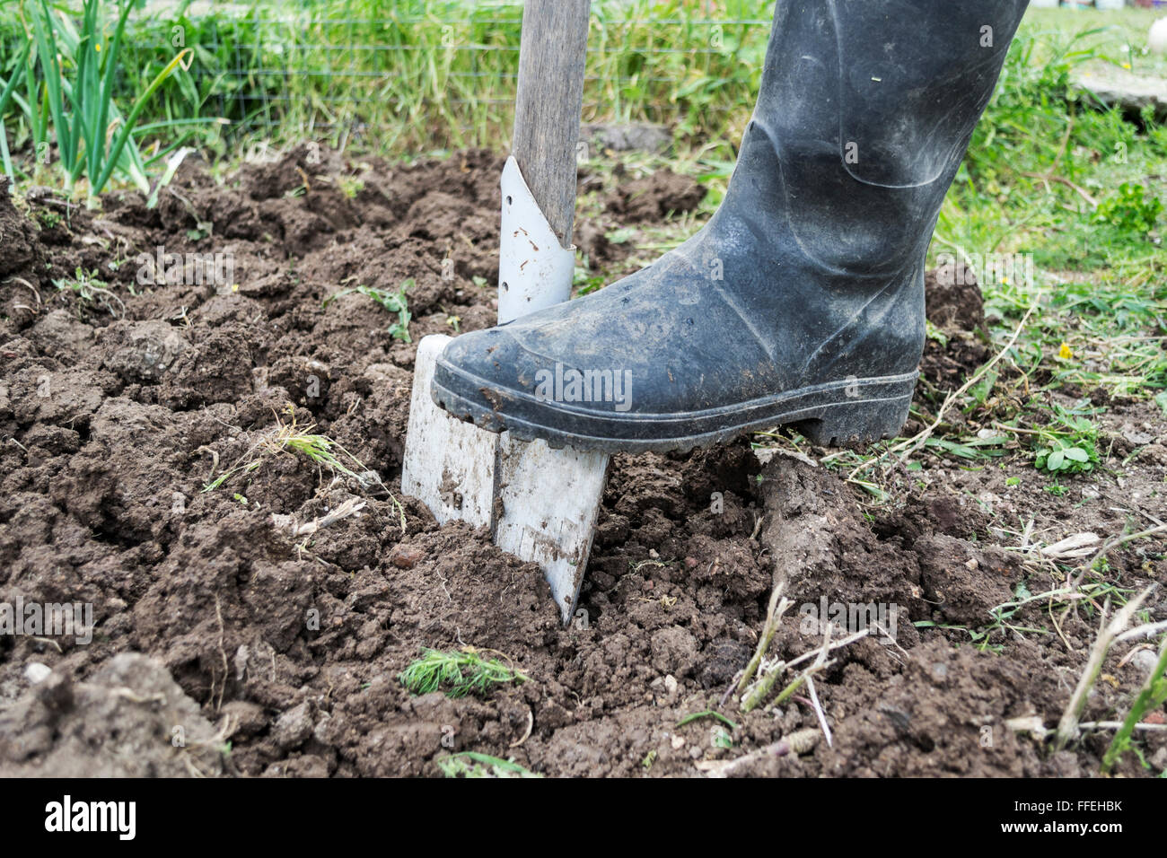 Digging spring soil with shovel Stock Photo - Alamy