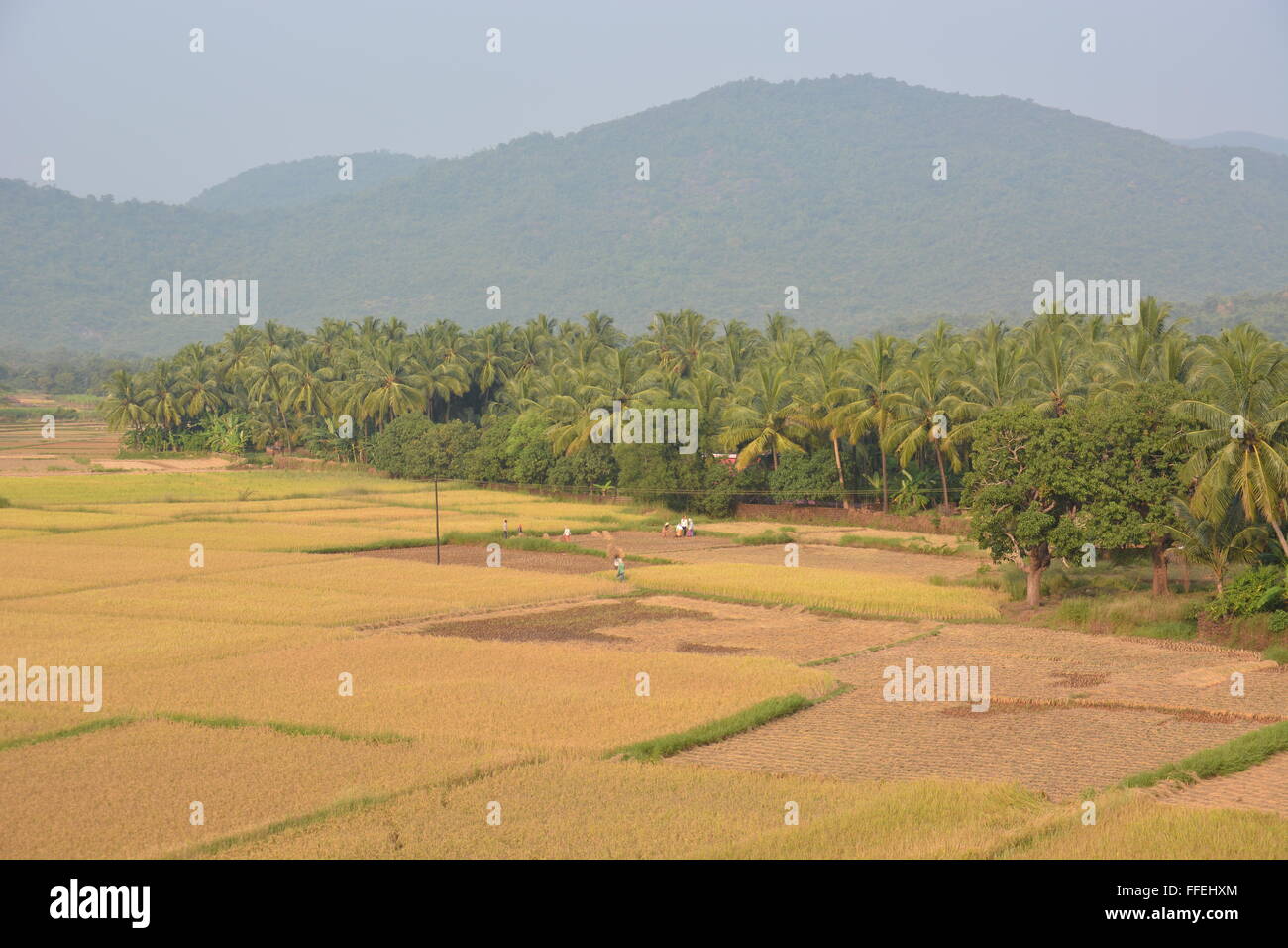Goa, India - October 23, 2015 - Family members working with their hands ...