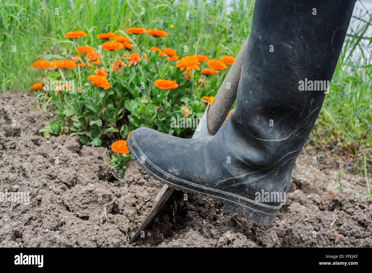 Digging spring soil with shovel Stock Photo - Alamy