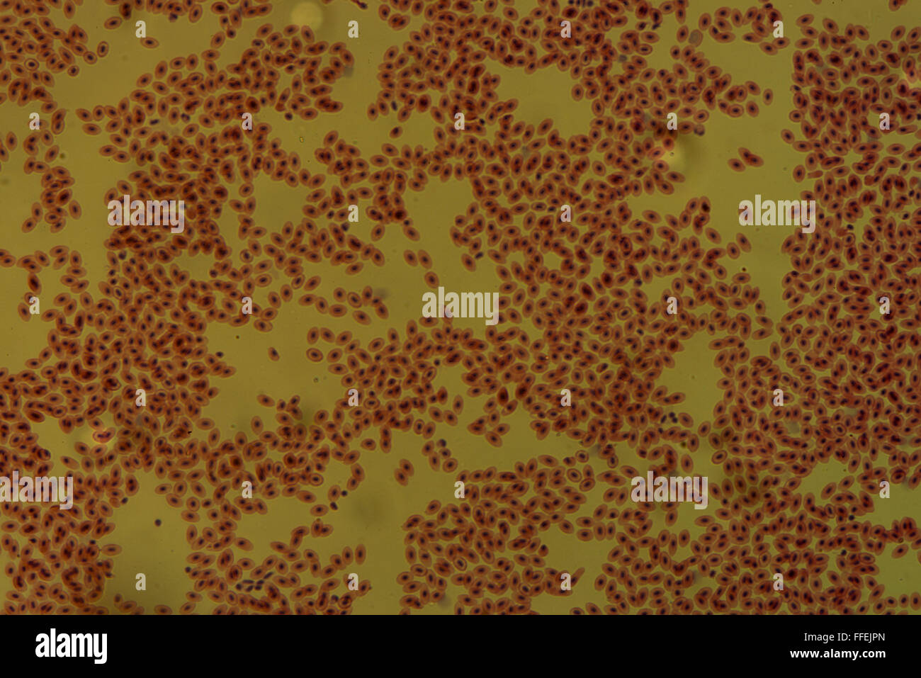 Microscopic image fish blood Stock Photo - Alamy