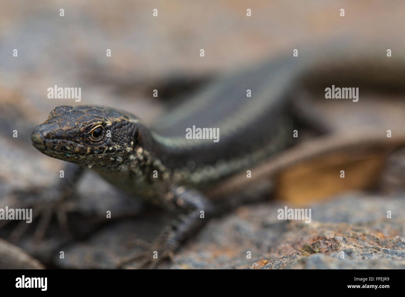 Madeira reptiles hi-res stock photography and images - Alamy